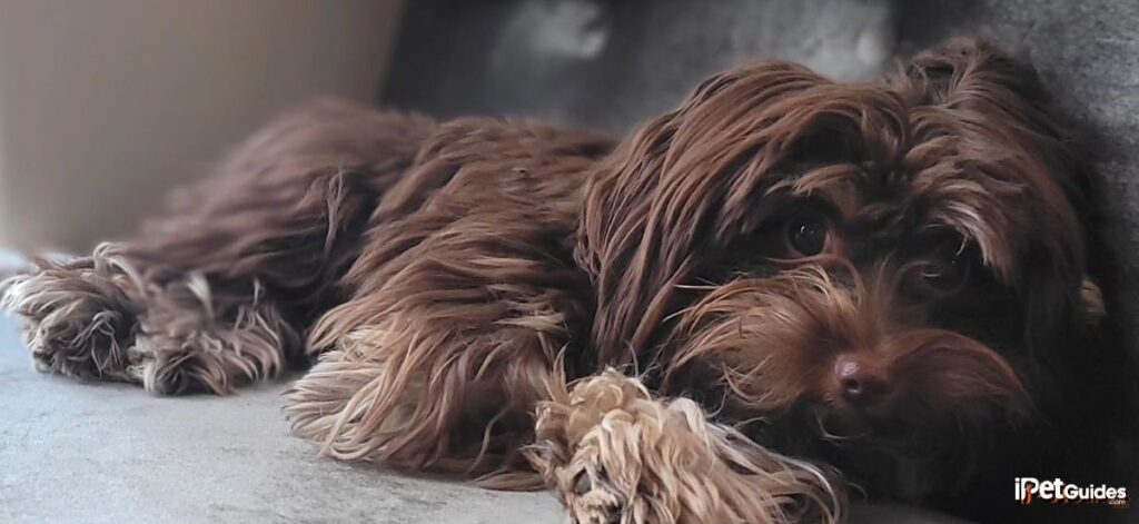 7+ Rarest Yorkie Colors You Must Want to See (With Pictures)