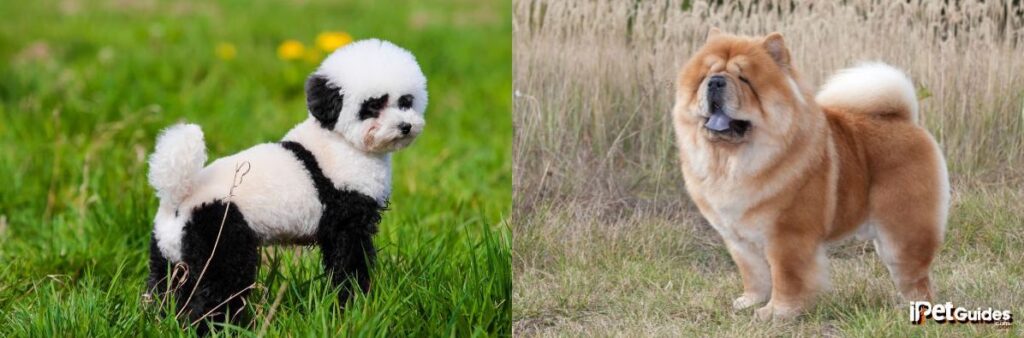 7 Dogs That Looks Like a Panda (With Pictures)