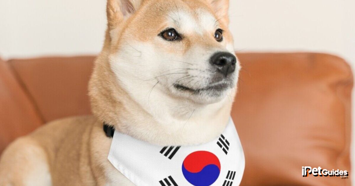 180 Cute Korean Dog Names With Meanings 180 Cute Korean Dog Names With Meanings
