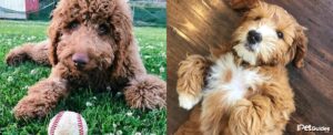 Labradoodle Size Chart: Weight, Height & More