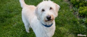 Labradoodle Size Chart: Weight, Height & More