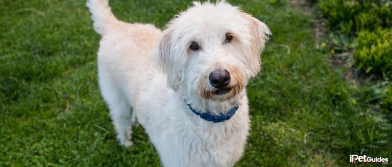 Labradoodle Size Chart: Weight, Height & More