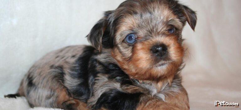 7+ Rarest Yorkie Colors You Must Want to See (With Pictures)