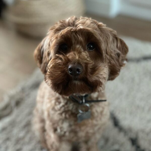 Labradoodle Size Chart: Weight, Height & More