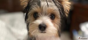 7+ Rarest Yorkie Colors You Must Want to See (With Pictures)