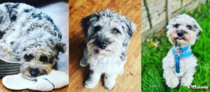 11 Common and Rare Cavapoo Colors (With Pictures)