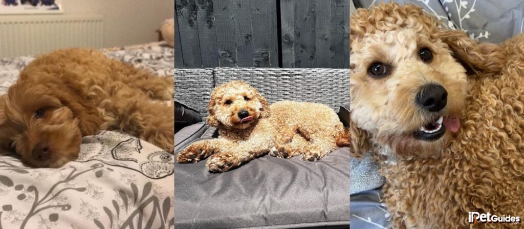 11 Common and Rare Cavapoo Colors (With Pictures)