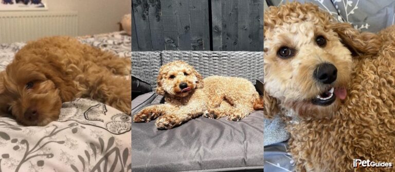 11 Common and Rare Cavapoo Colors (With Pictures)