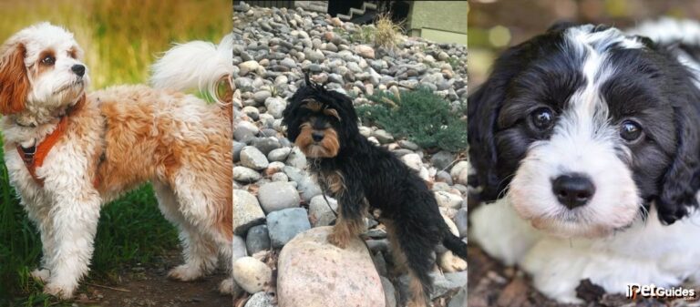 11 Common and Rare Cavapoo Colors (With Pictures)