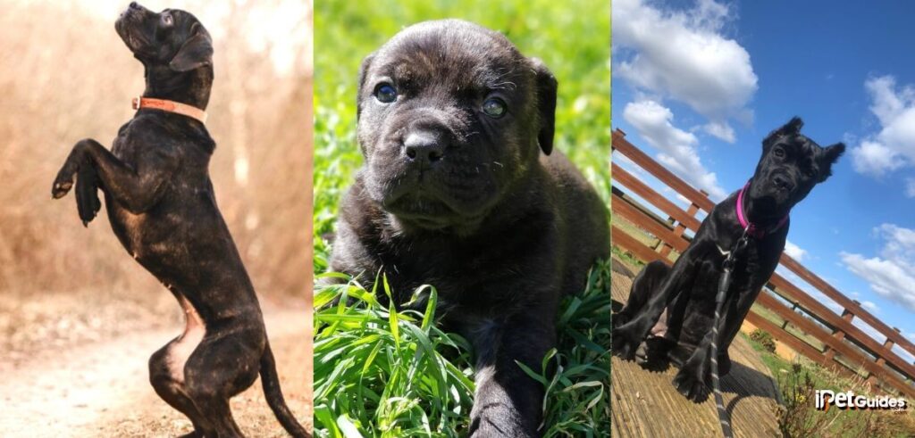 11 Common and Rarest Cane Corso Colors (With Pictures)