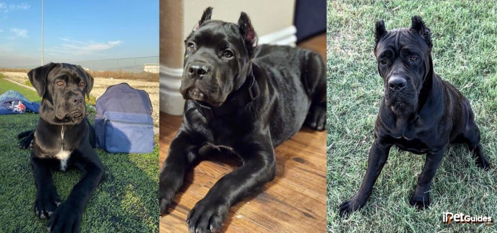 11 Common and Rarest Cane Corso Colors (With Pictures)