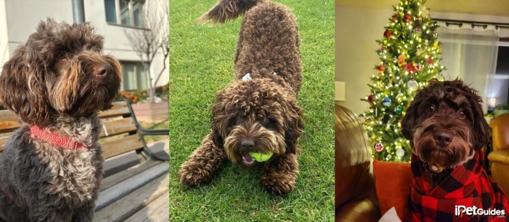 11 Common and Rare Cavapoo Colors (With Pictures)