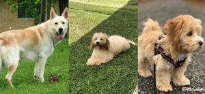 99+ Impressive Cream Colored Dog Names