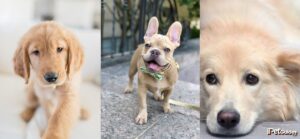 99+ Impressive Cream Colored Dog Names