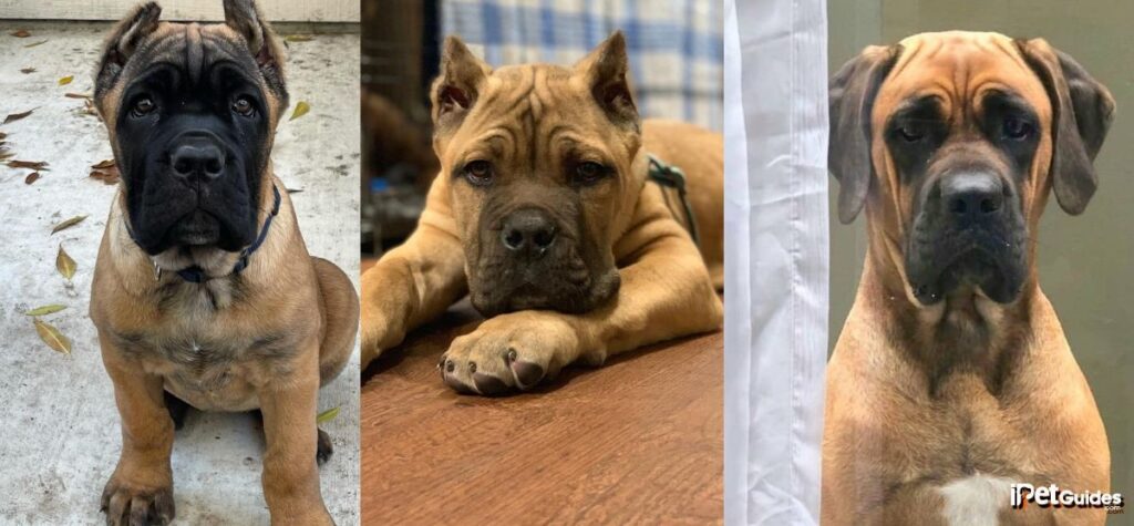 11 Common and Rarest Cane Corso Colors (With Pictures)
