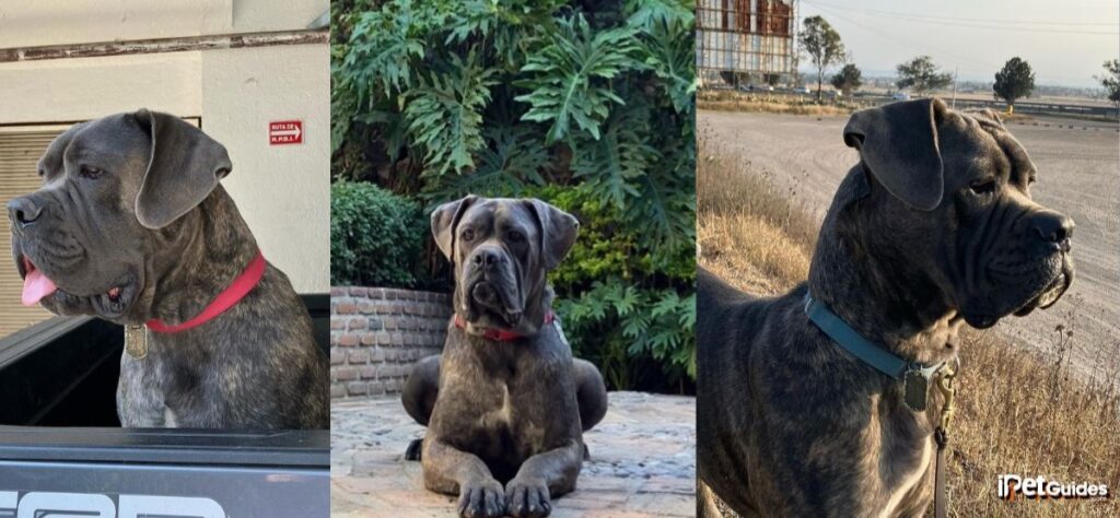 11 Common and Rarest Cane Corso Colors (With Pictures)
