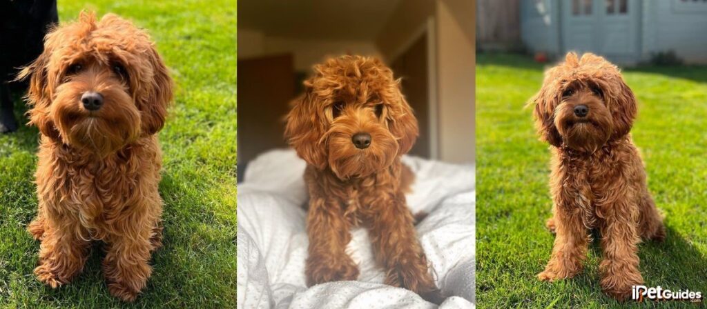 11 Common and Rare Cavapoo Colors (With Pictures)