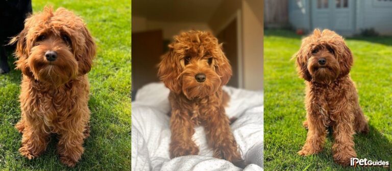 11 Common and Rare Cavapoo Colors (With Pictures)