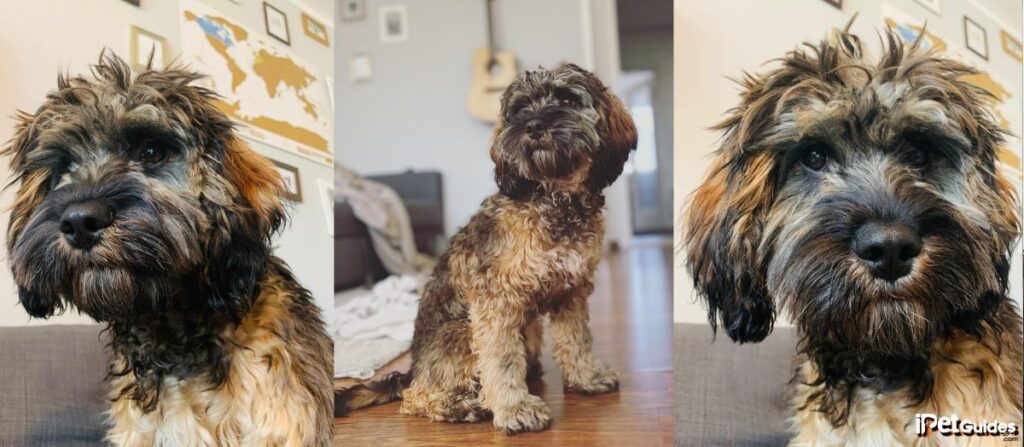11 Common and Rare Cavapoo Colors (With Pictures)
