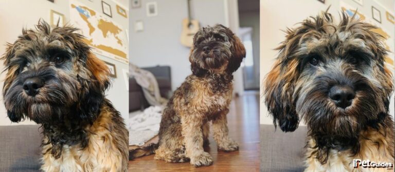 11 Common and Rare Cavapoo Colors (With Pictures)