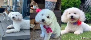 11 Common and Rare Cavapoo Colors (With Pictures)