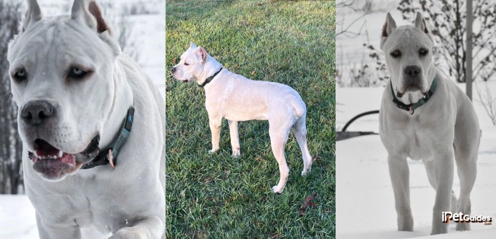 11 Common and Rarest Cane Corso Colors (With Pictures)