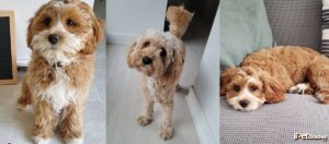 11 Common and Rare Cavapoo Colors (With Pictures)