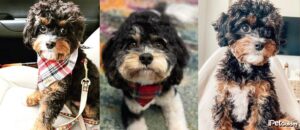 11 Common and Rare Cavapoo Colors (With Pictures)