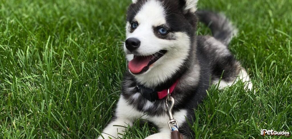 24 Different Types of Huskies That You Don't Know They Exist