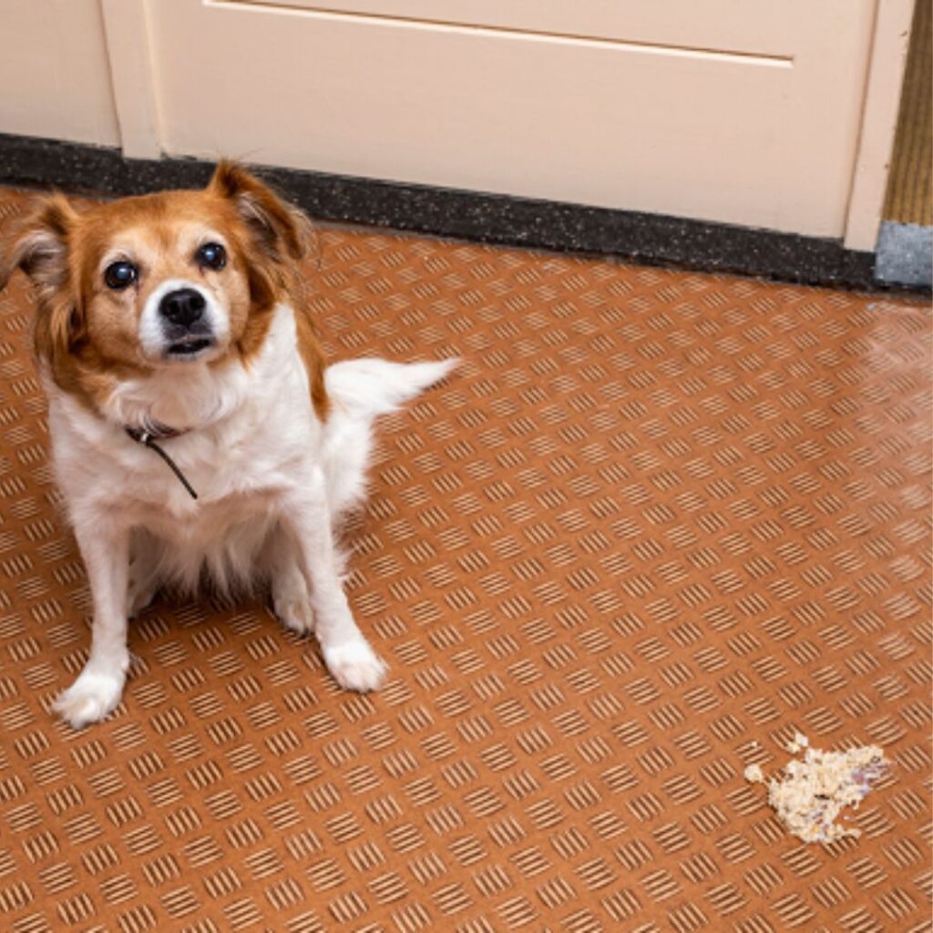 Why Did My Dog Poop on My Bed? And How to Stop This?