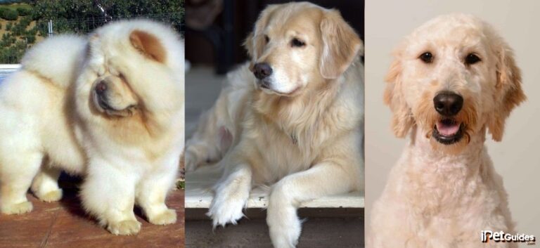 99+ Impressive Cream Colored Dog Names