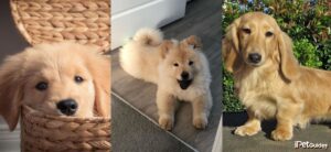 99+ Impressive Cream Colored Dog Names