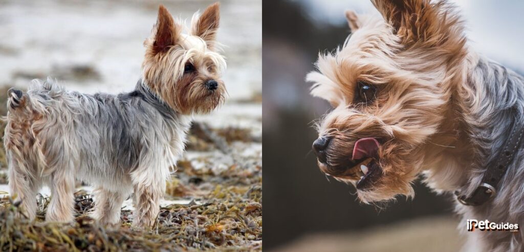 7+ Rarest Yorkie Colors You Must Want to See (With Pictures)