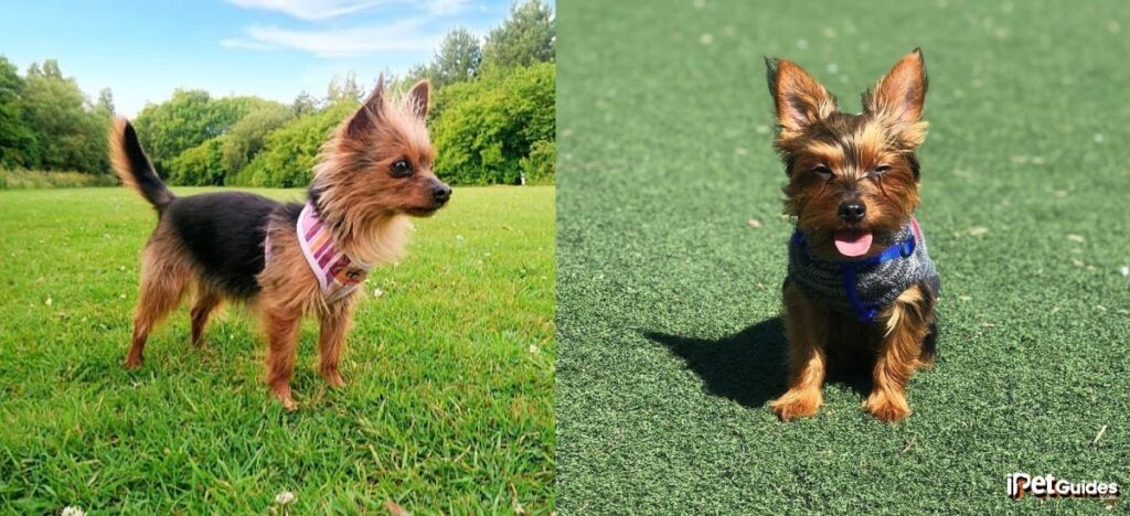 7+ Rarest Yorkie Colors You Must Want to See (With Pictures)