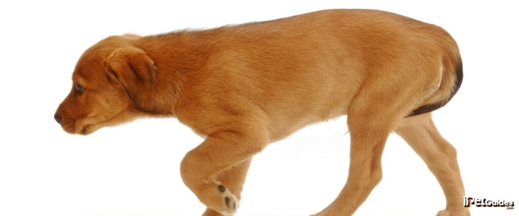 Dog Tail Tucked Between Legs & Acting Weird (10 Reasons)