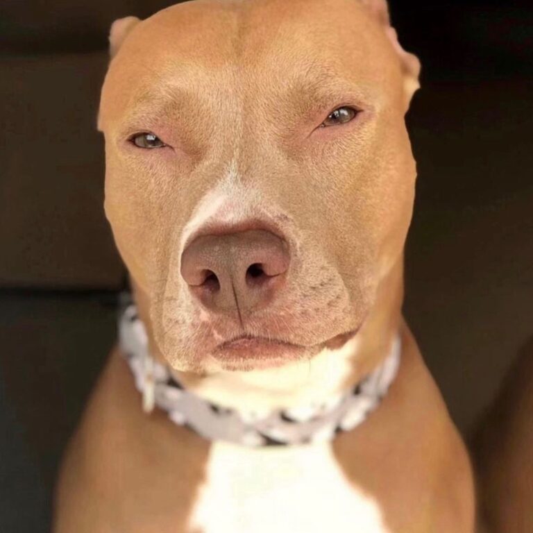 30 Rare Pitbull Colors That You Don't Even Know They Exist