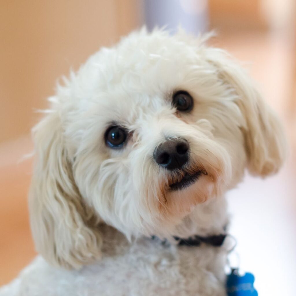 Lifespan of Maltipoo: How Long Does This Breed Live?