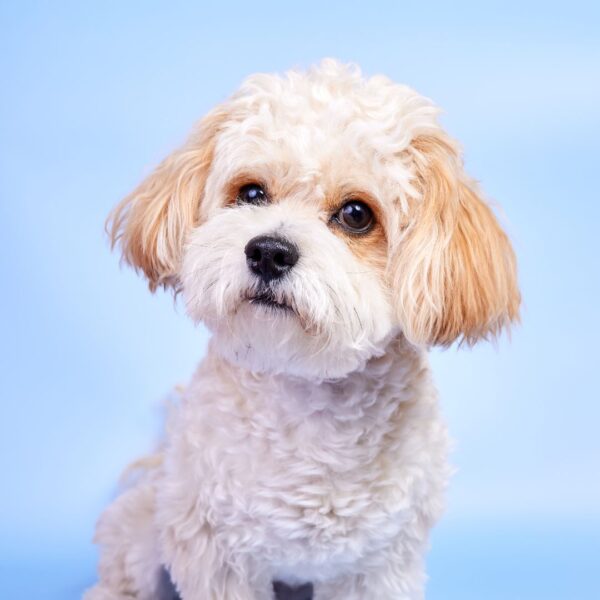 Lifespan of Maltipoo: How Long Does This Breed Live?