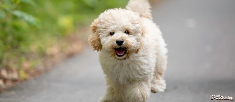 Lifespan of Maltipoo: How Long Does This Breed Live?