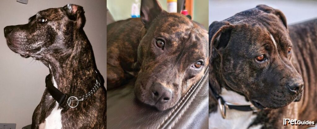 30 Rare Pitbull Colors That You Don't Even Know They Exist