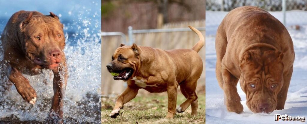 30 Rare Pitbull Colors That You Don't Even Know They Exist