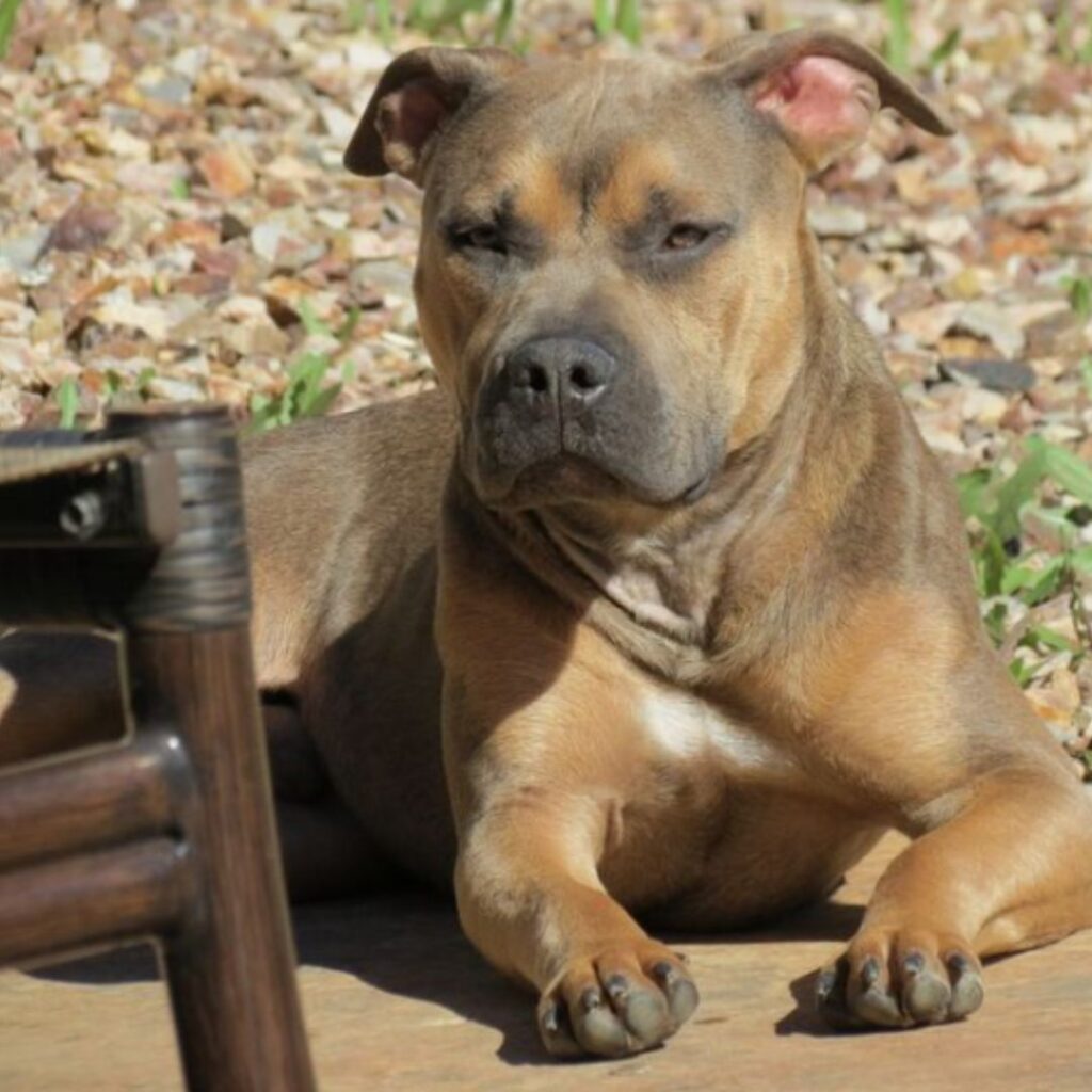 30 Rare Pitbull Colors That You Don't Even Know They Exist