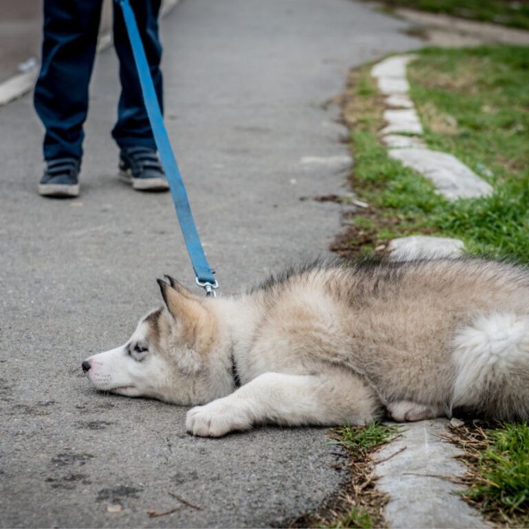 Dog Refuses to Walk: 7 Reasons & What Should You Do?