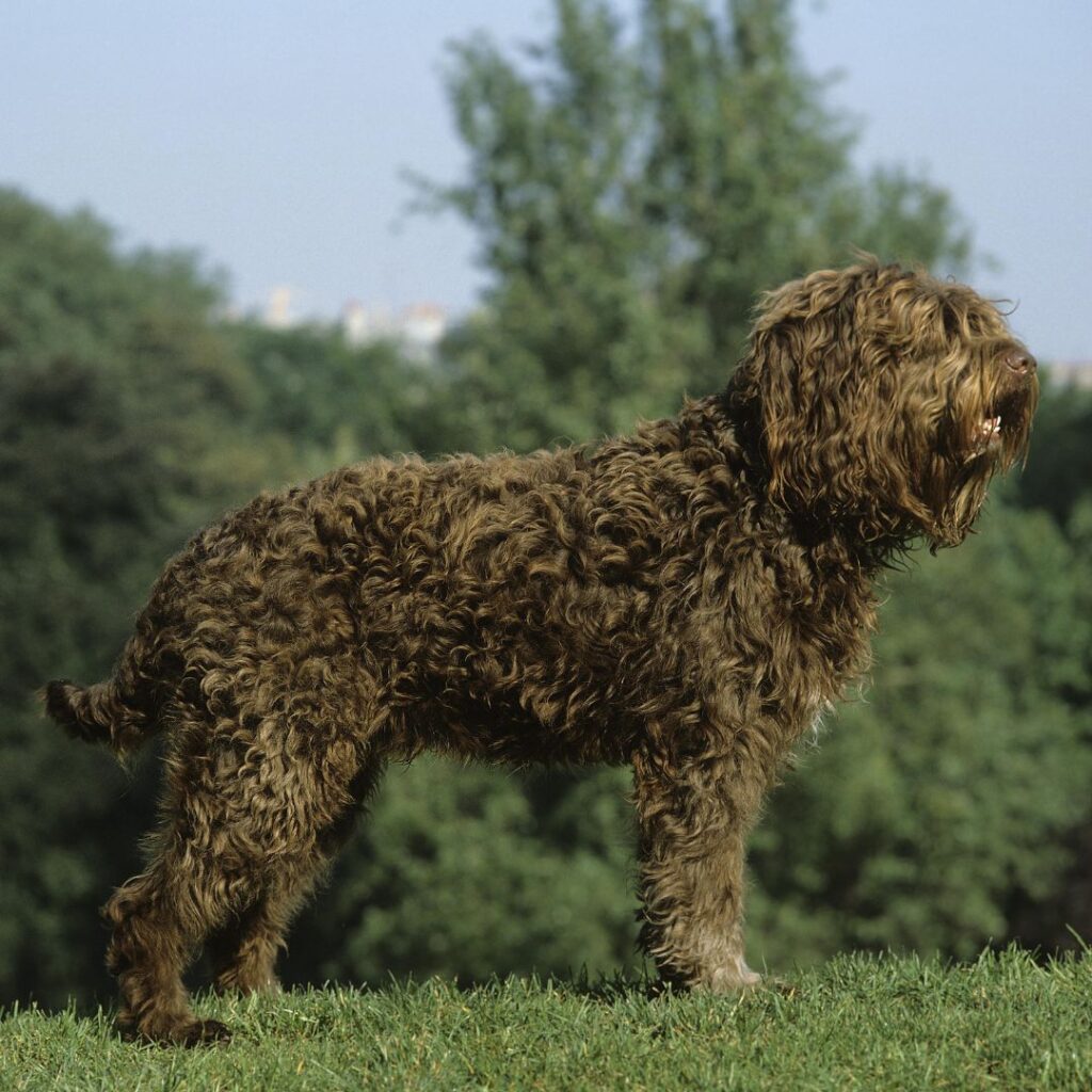11 Gorgeous Big Dogs With Curly Hair (With Pictures)