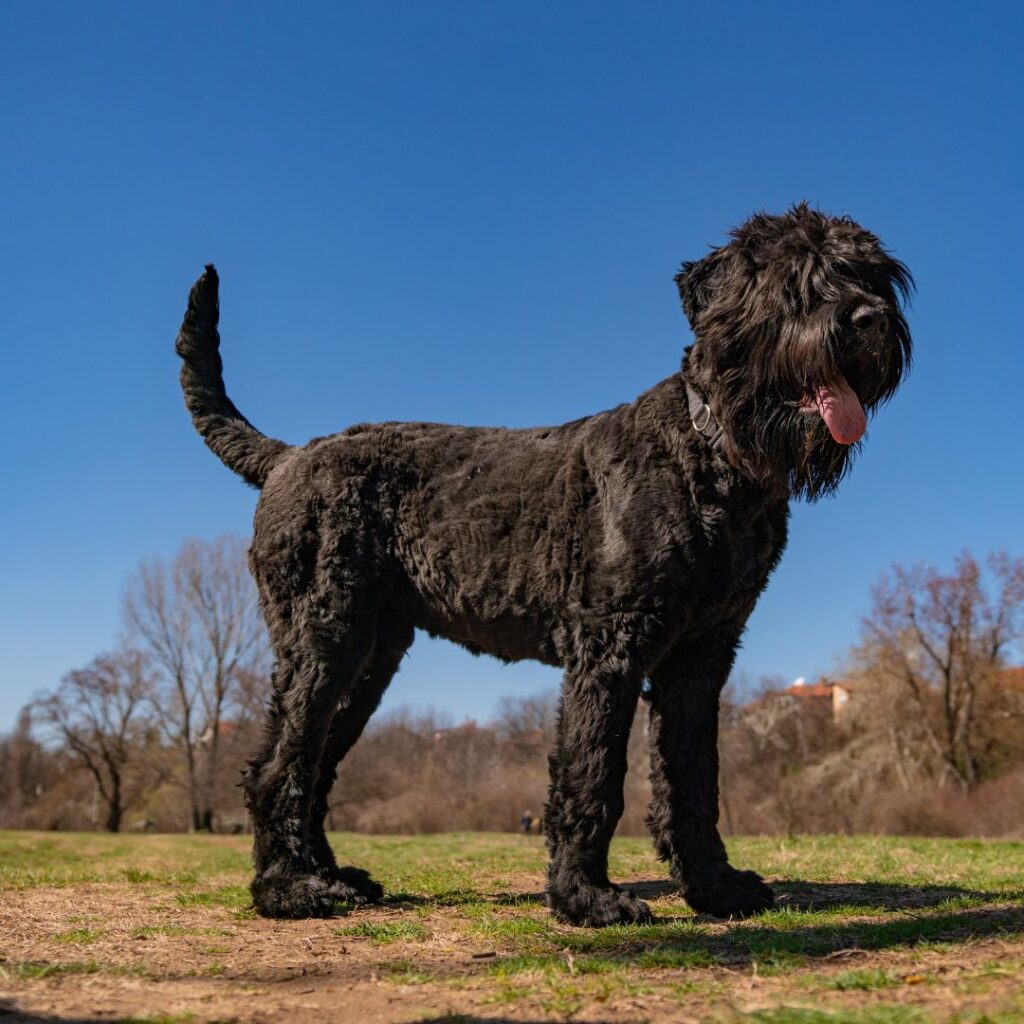 11 Gorgeous Big Dogs With Curly Hair (With Pictures)