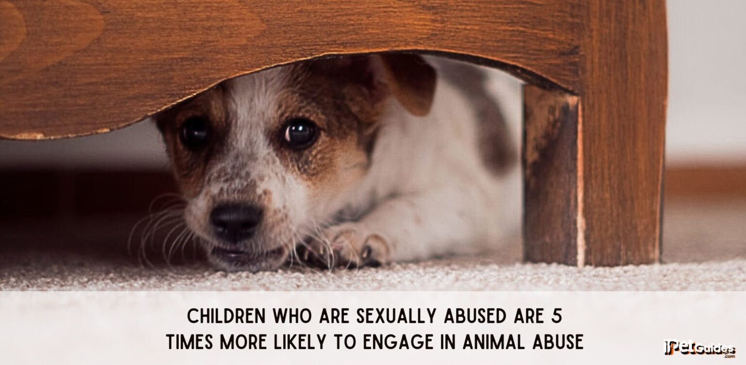 Animal Abuse Facts & the Cruelty Statistics in 2026