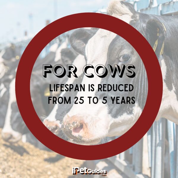 Animal Abuse Facts & the Cruelty Statistics in 2026