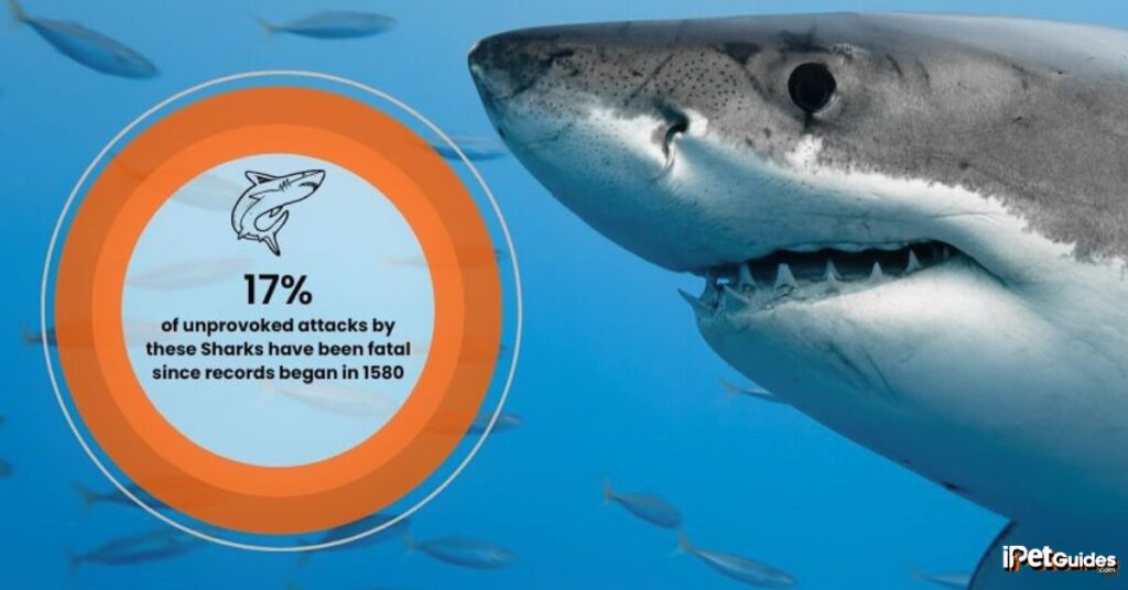 Shark Attack Statistics: How Many People Die Each Year?