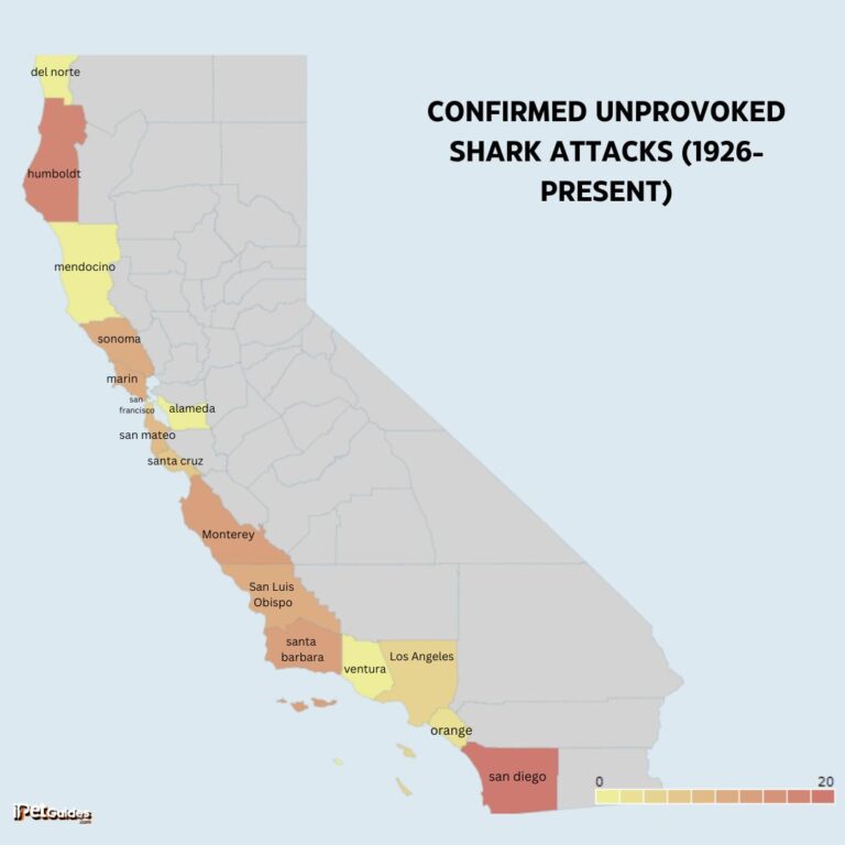 Shark Attack Statistics: How Many People Die Each Year?