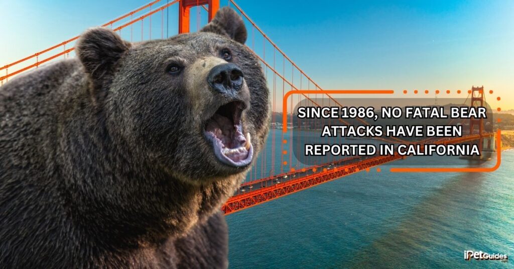 Bear Attack Statistics & Facts in 2026 (Worldwide)